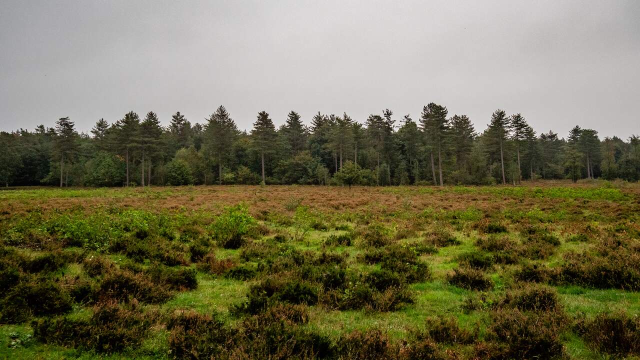 Weerbericht | Bewolkt met in de ochtend bijna overal regen | Weerbericht | NU.nl