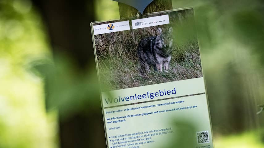 Provincie Utrecht bevestigt dat een wolf bij incident Austerlitz ...