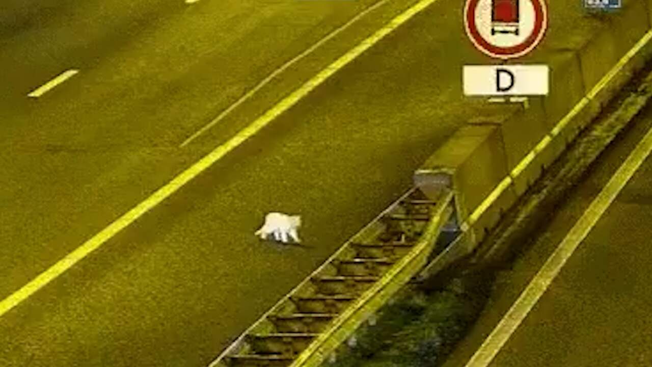 Kat loopt rondje over de A15 bij Rotterdam | NU.nl