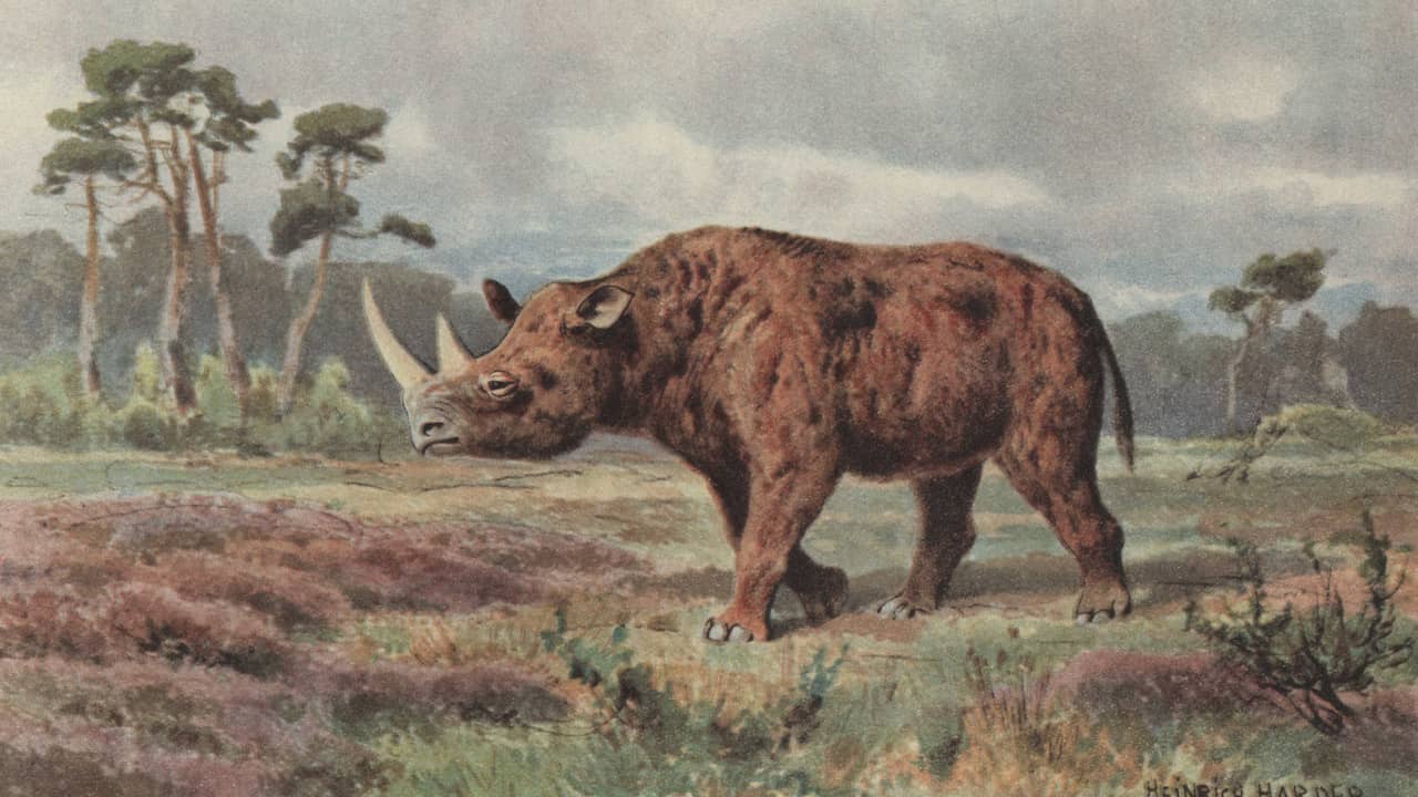 In maag van millennia-oude wolf blijkt stukje van wollige neushoorn te ...