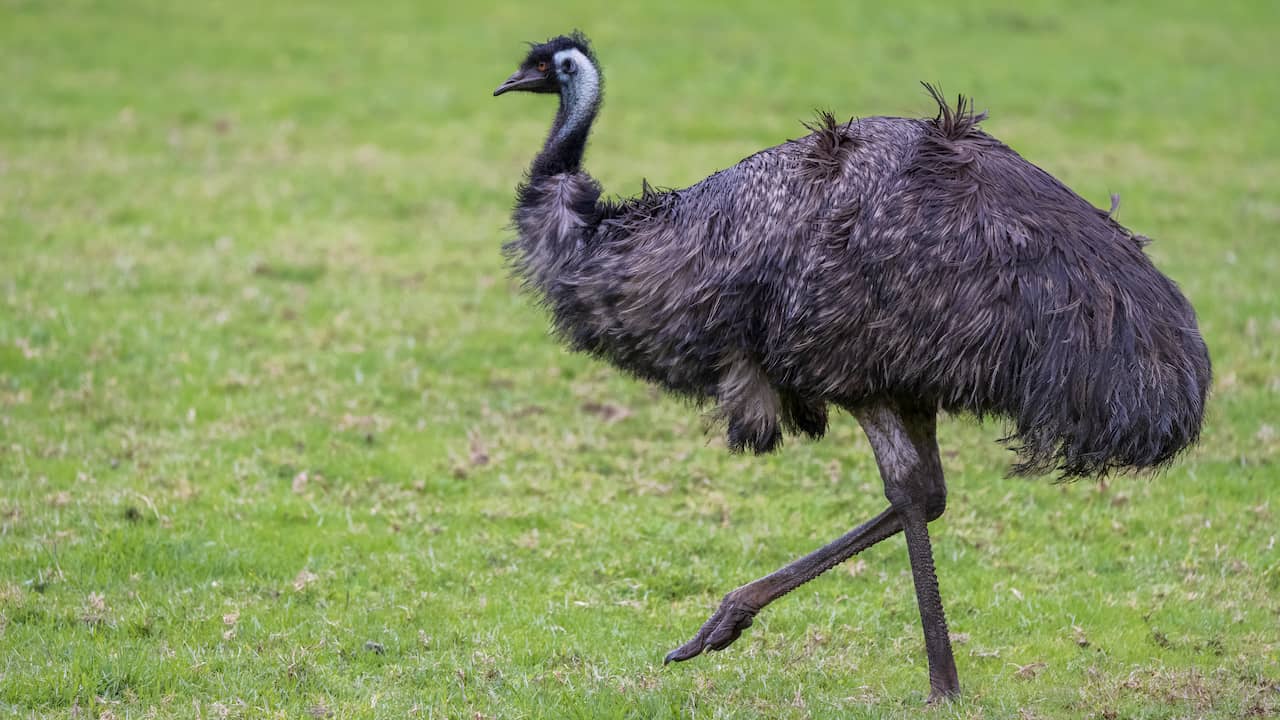 Vogelkenner weet al dagen ontsnapte emoe wél te vangen: 'Je moet weten ...