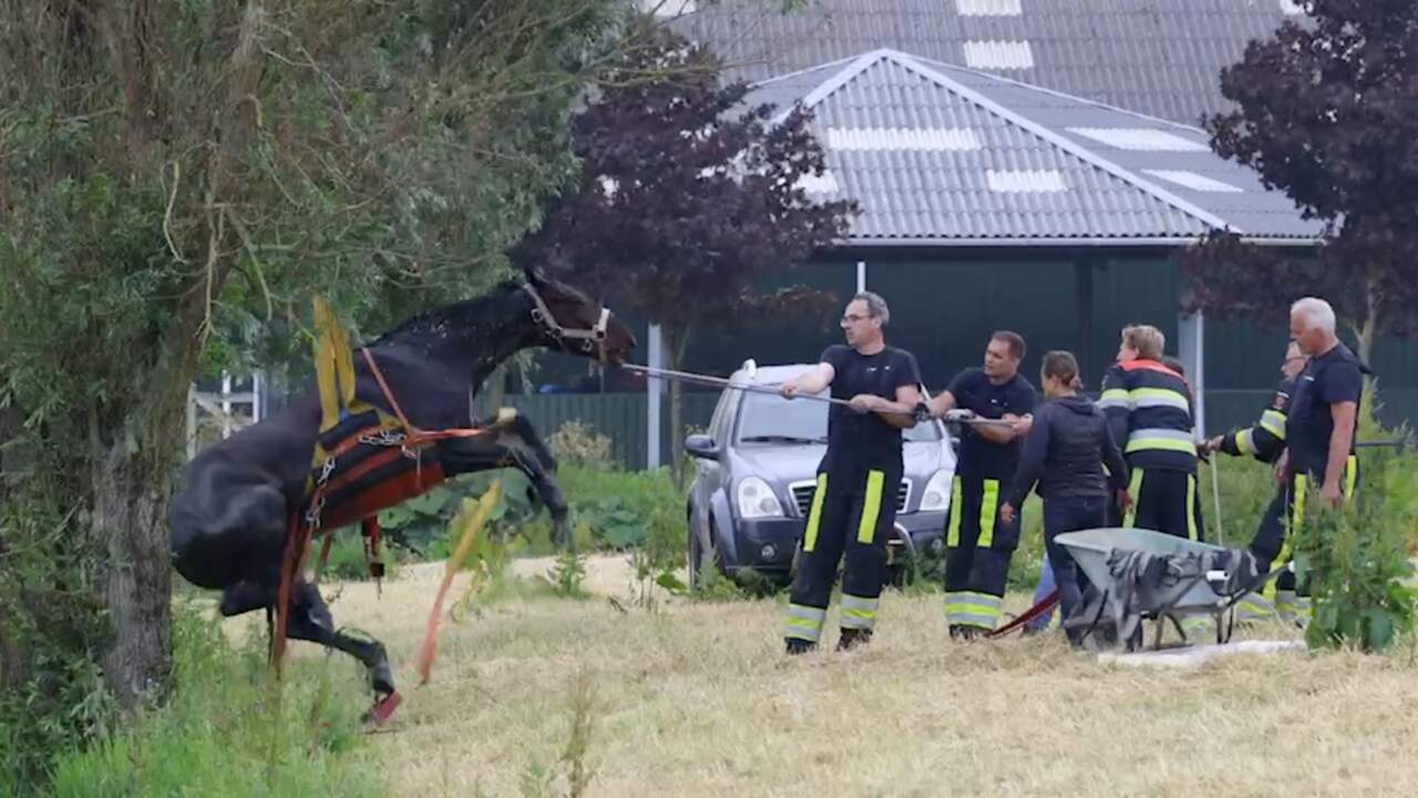 Brandweer haalt met hijskraan uitgeput paard uit Friese sloot | NU.nl