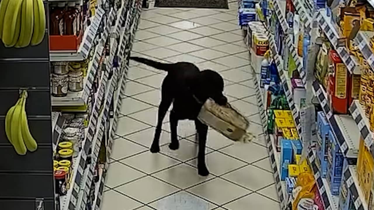 Kwispelende honden stelen brood in Engels benzinestation | NU.nl