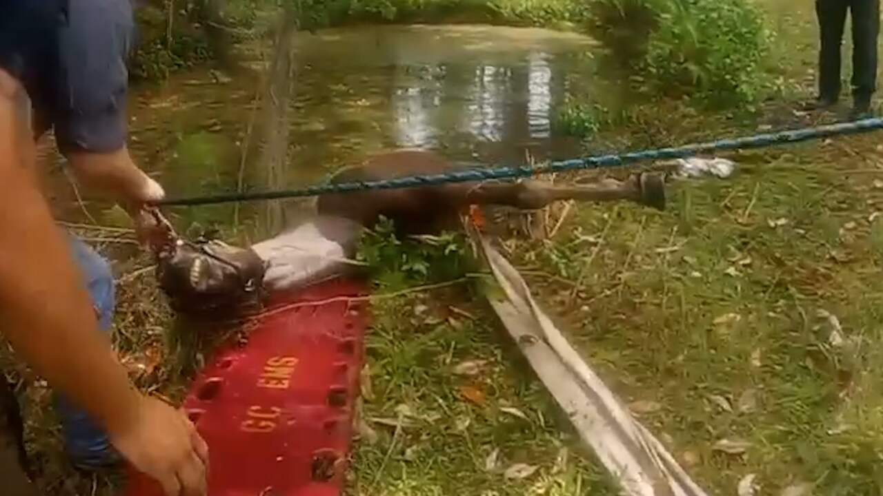 Hulpdiensten trekken uitgeput paard uit vijver in VS | NU.nl