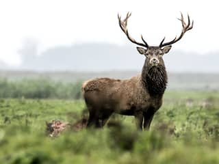 Afschotplan Oostvaardersplassen volledig uitgevoerd: aantal grazers nu ...