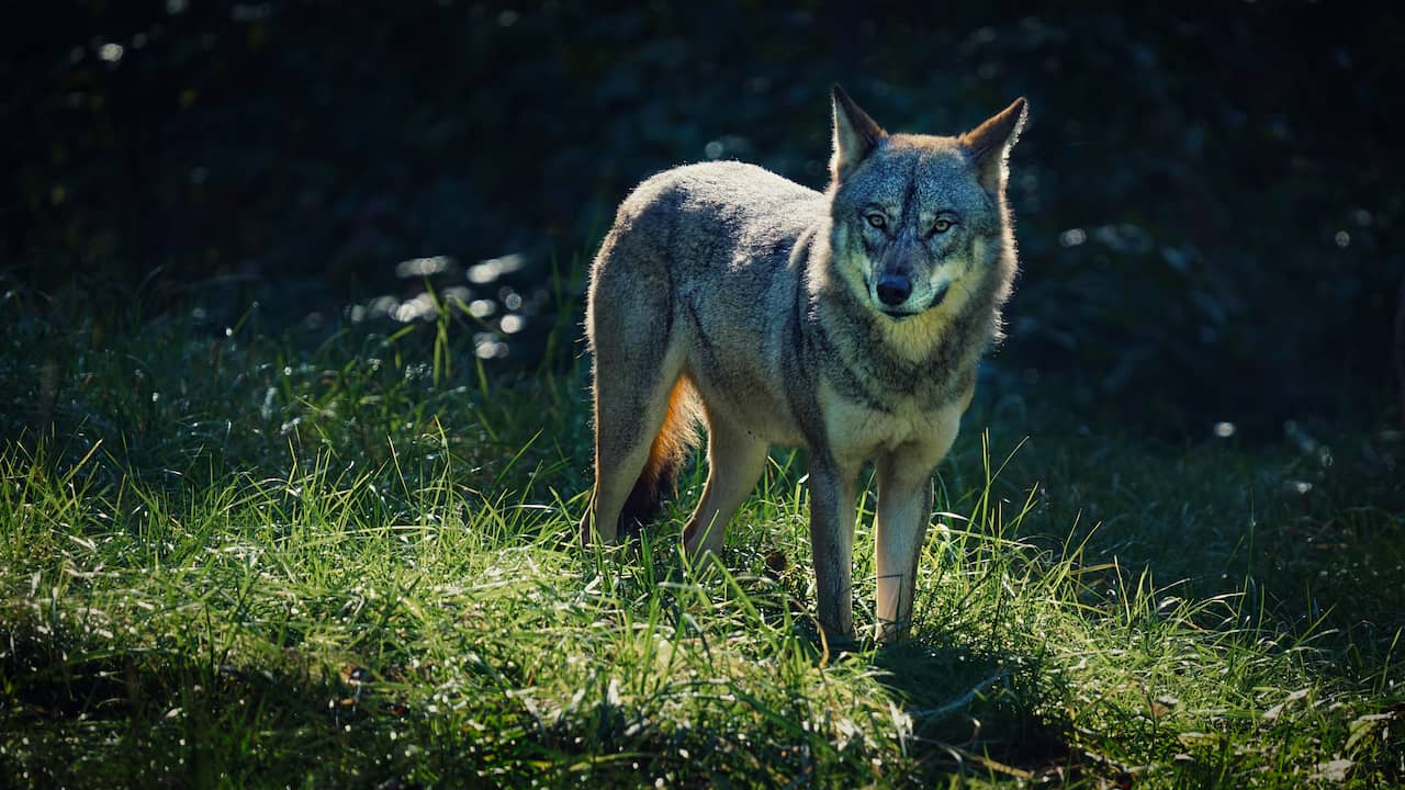 Angst voor wolven op Veluwe groeit: 'Kleindochter durft het bos niet ...