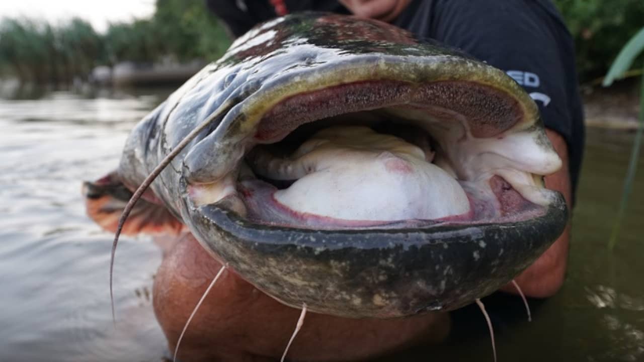 Record grootste meerval in Nederlandse wateren opnieuw gebroken ...