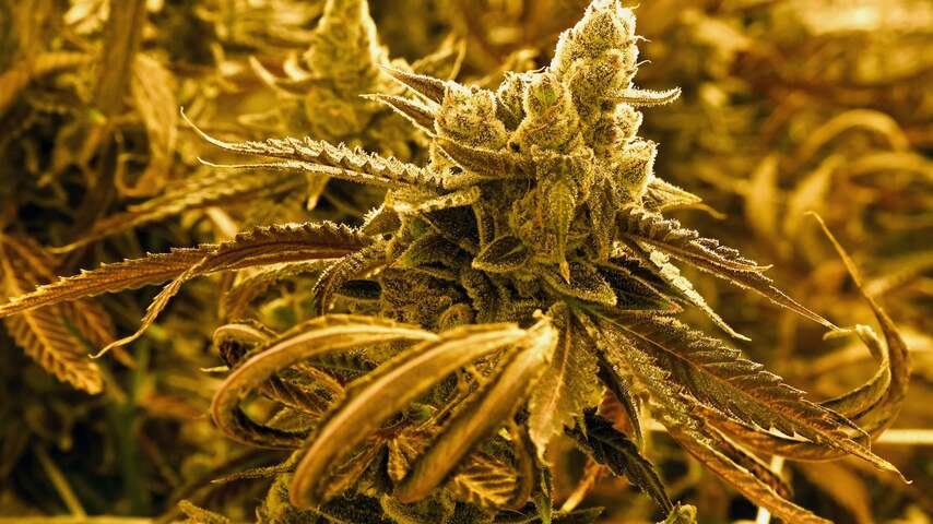 Haribo-snoepjes met THC? 'Kan hele nare ervaring voor kinderen zijn ...