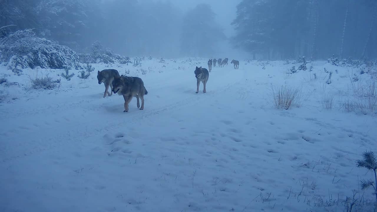 Wildcamera filmt roedel wolven in Veluwse sneeuw | NU.nl