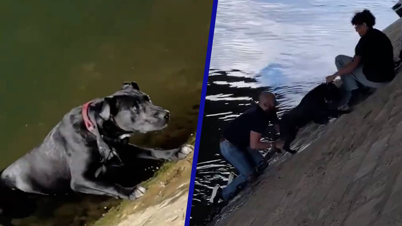 Omstanders redden hond uit rivier Seine in Parijs | NU.nl