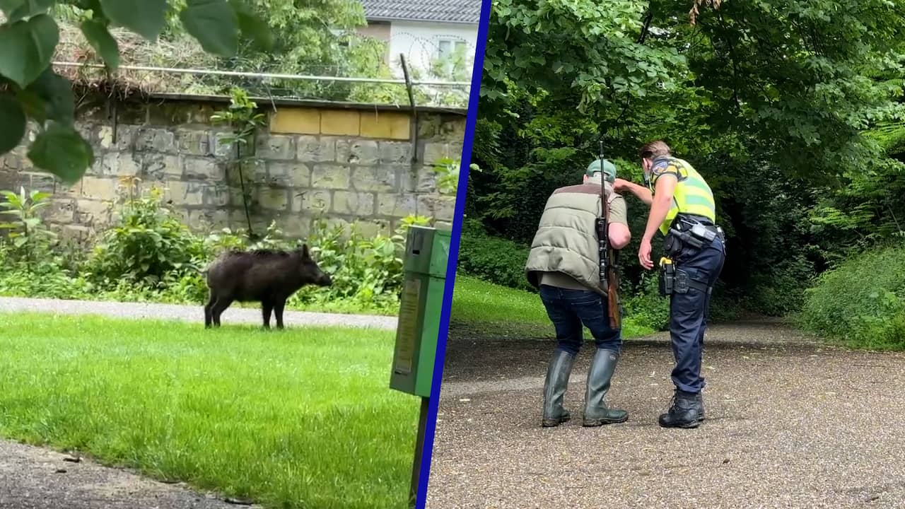 Politie en jager speuren naar loslopend wild zwijn in Maastricht | NU.nl