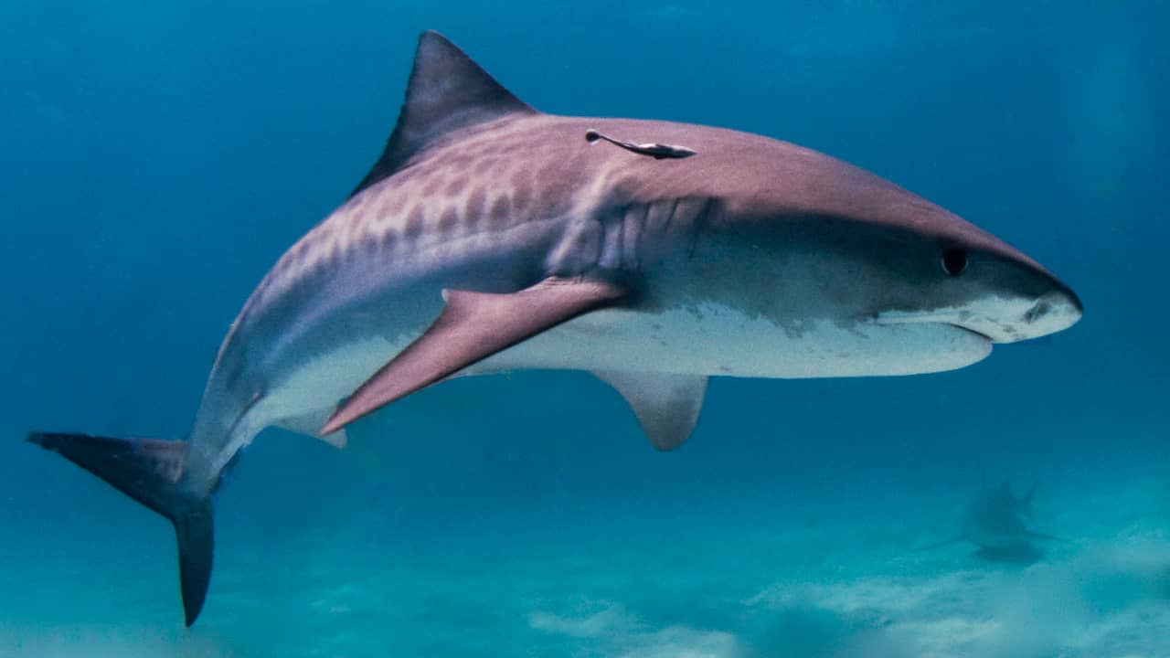 Tijgerhaai eet koe midden in Indische Oceaan | WTF | NU.nl