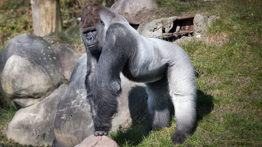 Jarige gorilla Bokito getrakteerd op lekkernijen | Overig | NU.nl