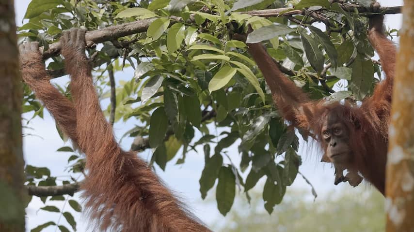 Zeldzaamste apen ter wereld weggespoeld door overstromingen op Sumatra ...