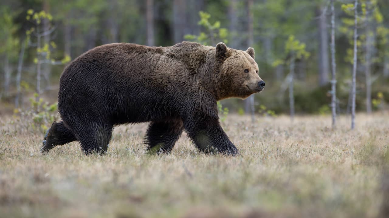 Zweden gaat een vijfde van alle bruine beren in het land afschieten ...