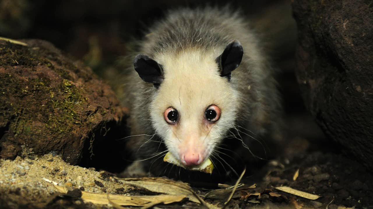 Brutale buidelrat in VS kijkt te diep in het glaasje | Dieren | NU.nl