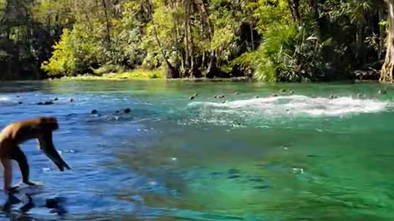 Tientallen apen springen in rivier in Florida | NU.nl