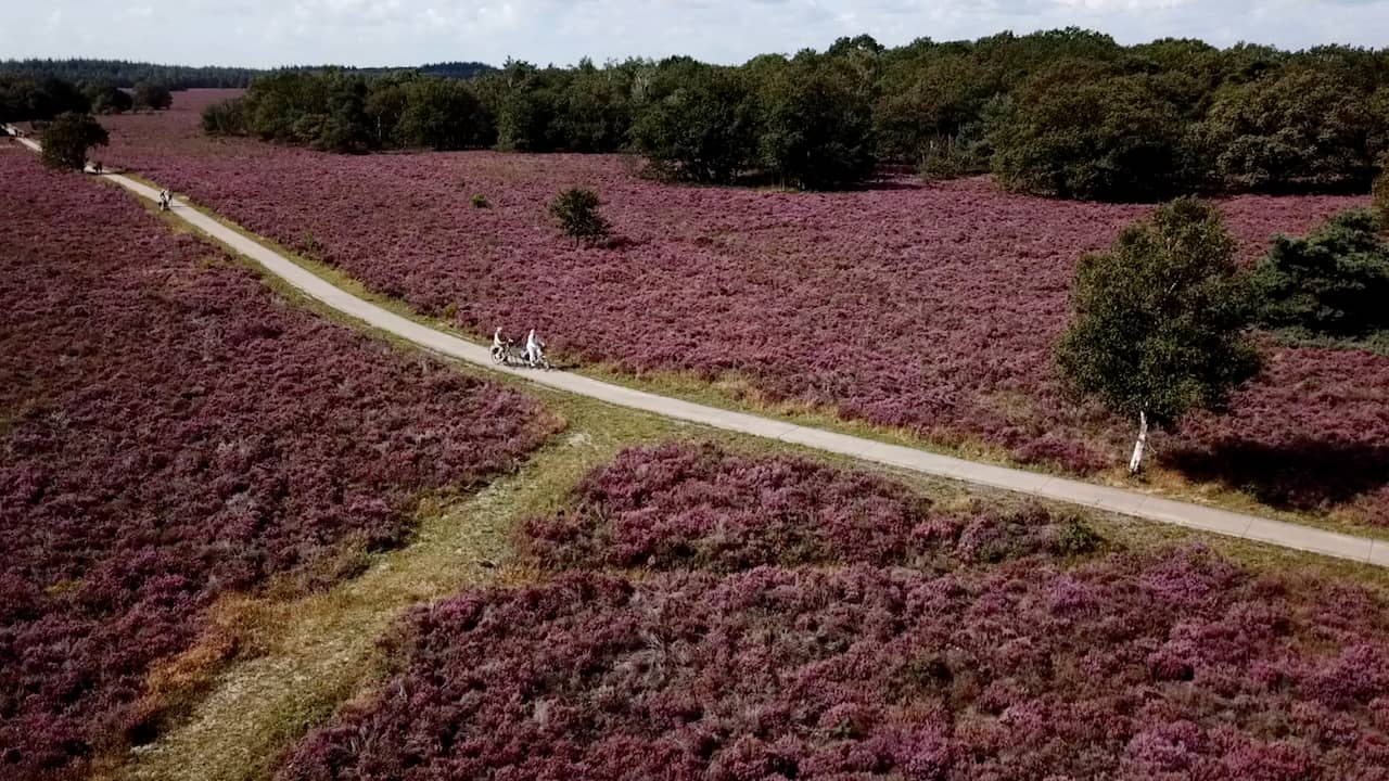 Drone filmt volop bloeiende heide op de Veluwe | NU.nl
