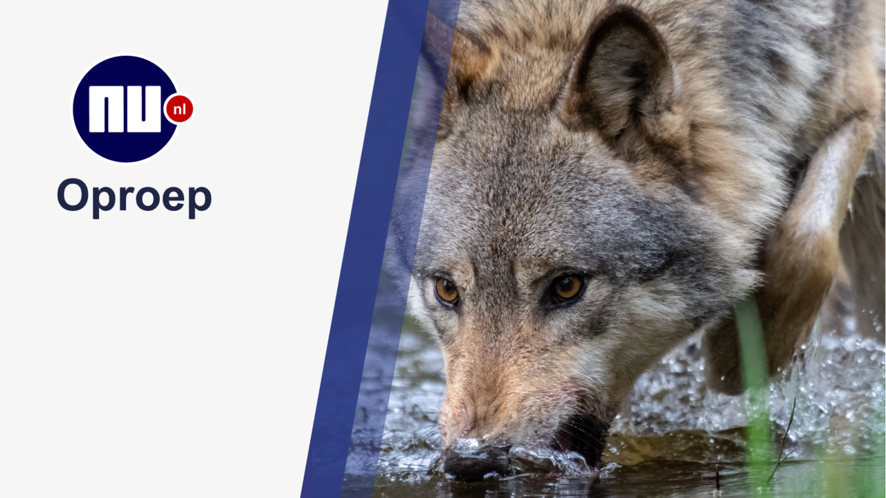 Welke vragen heb jij over de wolf? | Oproep | NU.nl