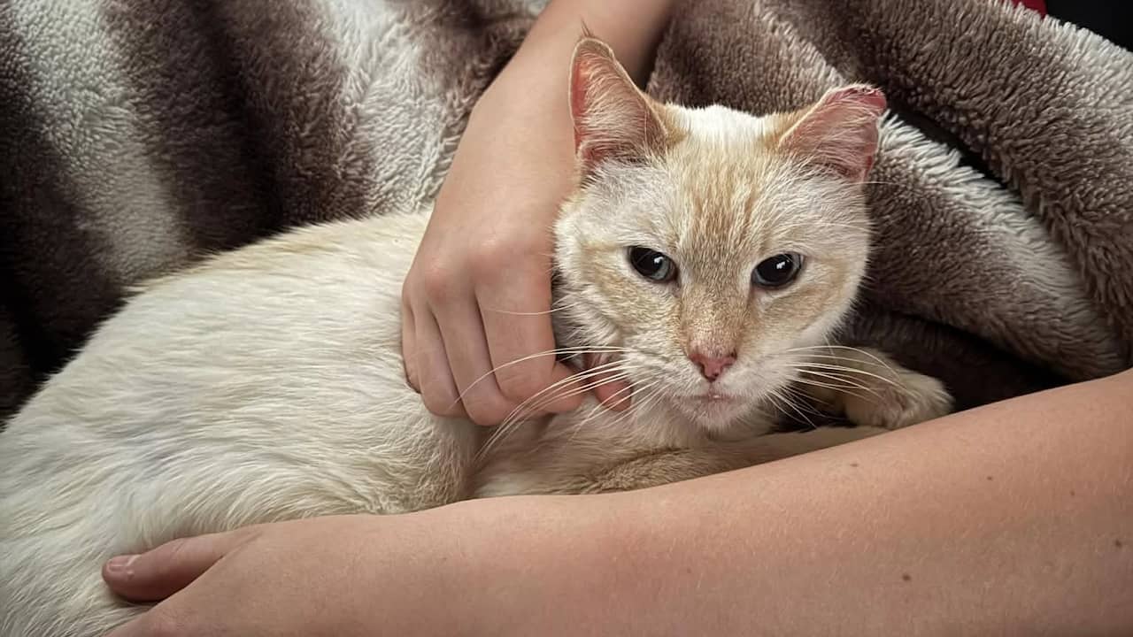 Amerikaans gezin na zeven jaar herenigd met verloren huiskat Dodger ...