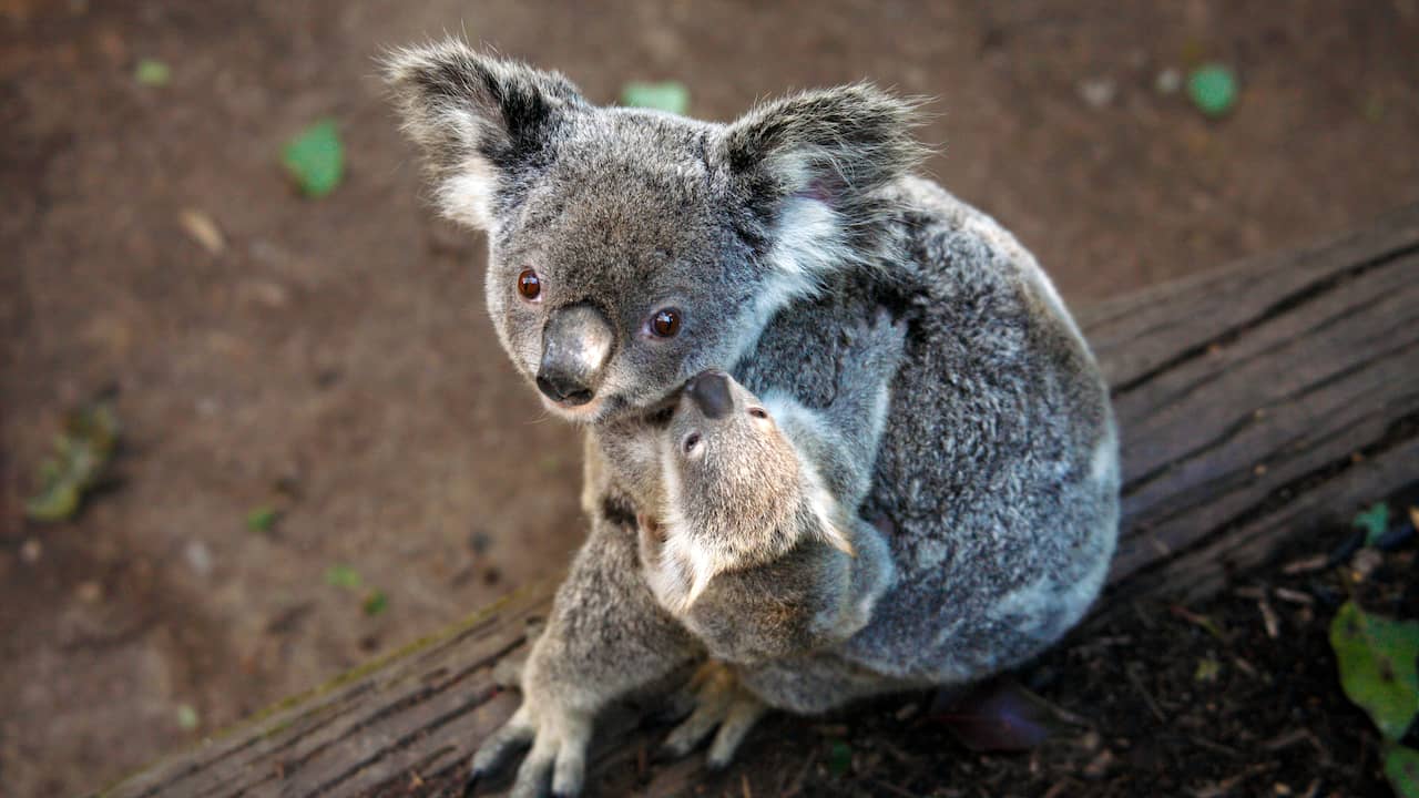 Goed nieuws deze week: vaccin tegen chlamydia voor koala's | Goed nieuws | NU.nl