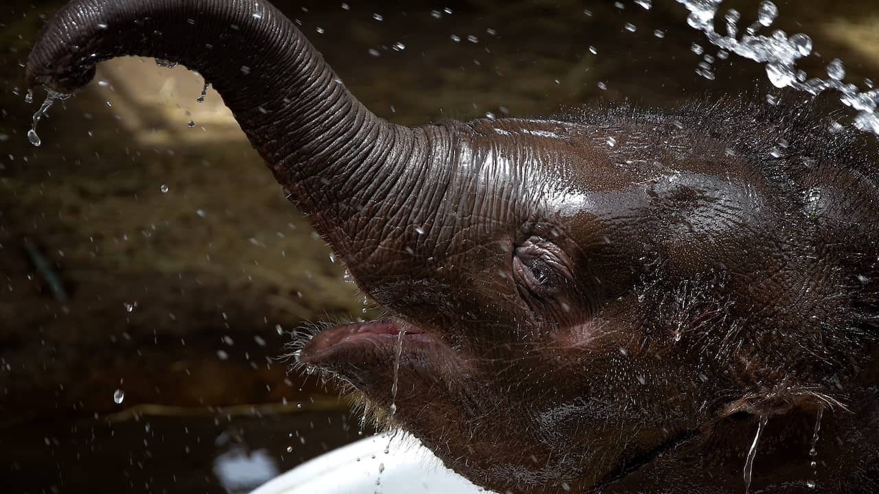 Olifanten Mali bedreigd door stroperij | Dieren | NU.nl