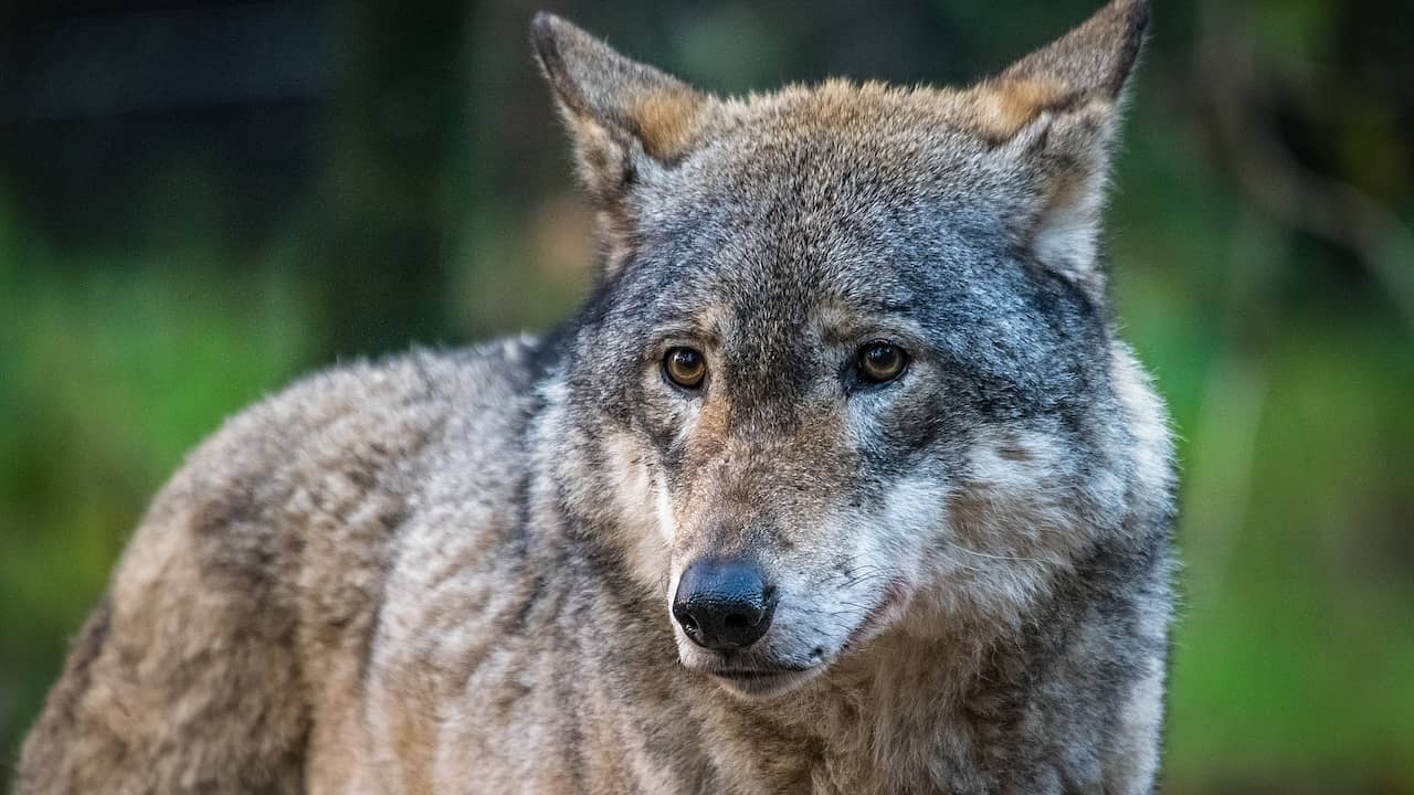 Wéér een dode wolf aangetroffen, maar zo opmerkelijk is dat niet | Wolf ...
