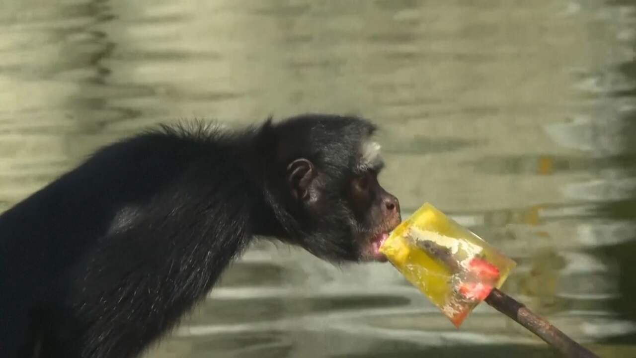 Dieren krijgen waterijsjes tegen de hitte in Rio de Janeiro | NU.nl