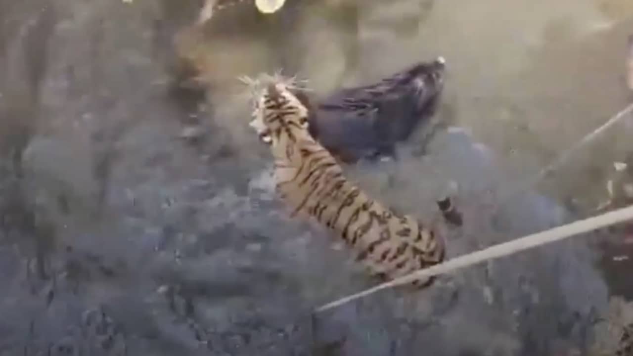 Tijger en prooi uit put gered na mislukte achtervolging in India | NU.nl