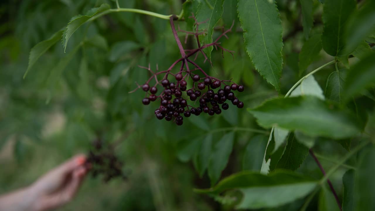 Den Haag geeft duizend fruitboompjes gratis weg om verstening tegen te ...