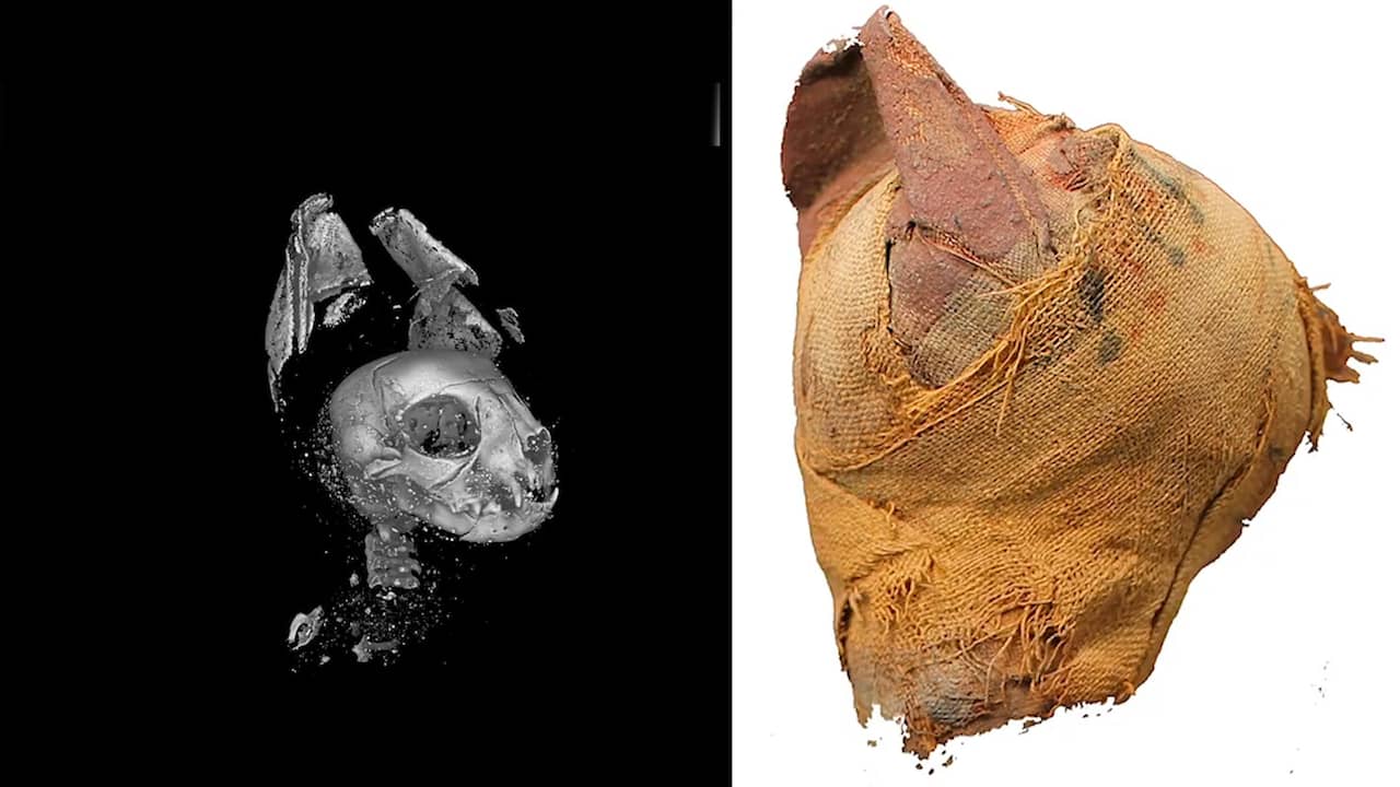 Onderzoekers maken 3D-scans van eeuwenoude dierenmummies | NU.nl