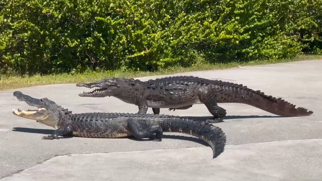 Krokodil en alligator vechten om zonnig plekje in Florida | NU.nl