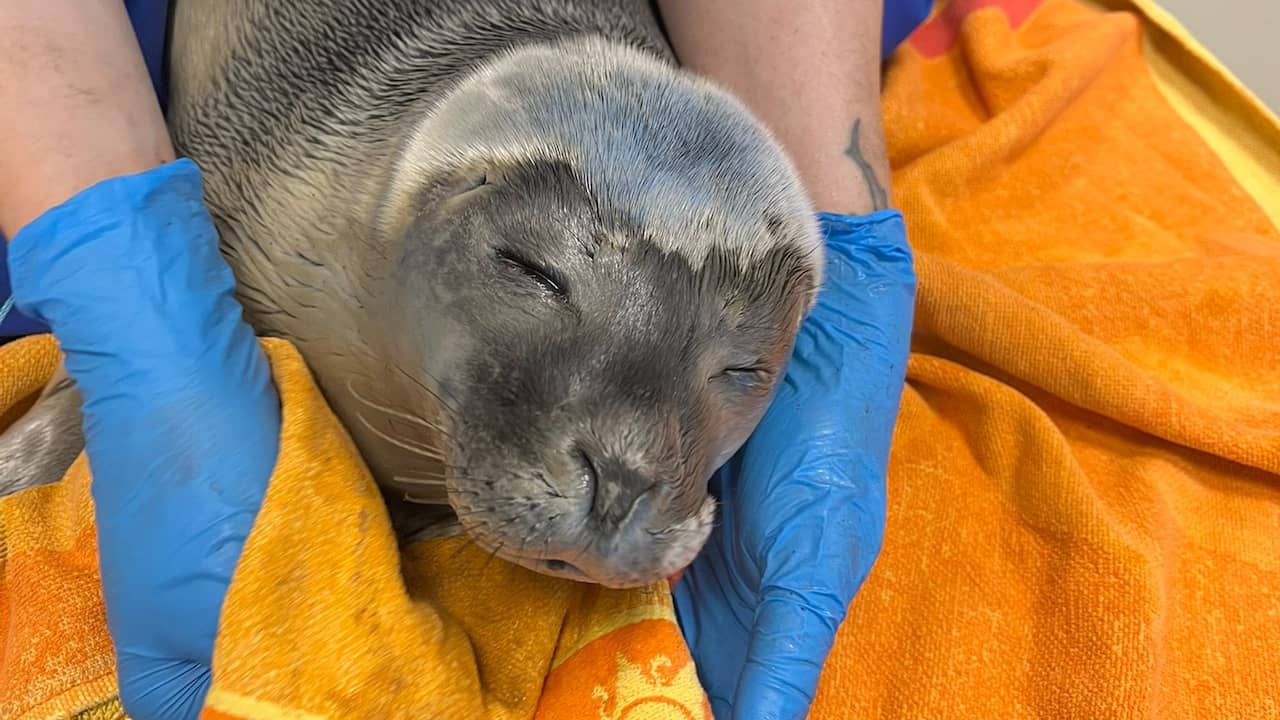 Zeehondenpup die werd gered bij illegale rave met spoed geopereerd aan navel | Dieren | NU.nl