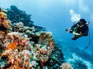 Great Barrier Reef | NU - Het laatste nieuws het eerst op NU.nl