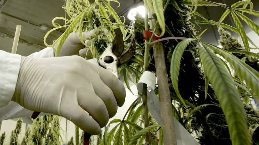 Vijf Nederlandse wiettelers opgepakt in Spanje | Algemeen | NU.nl