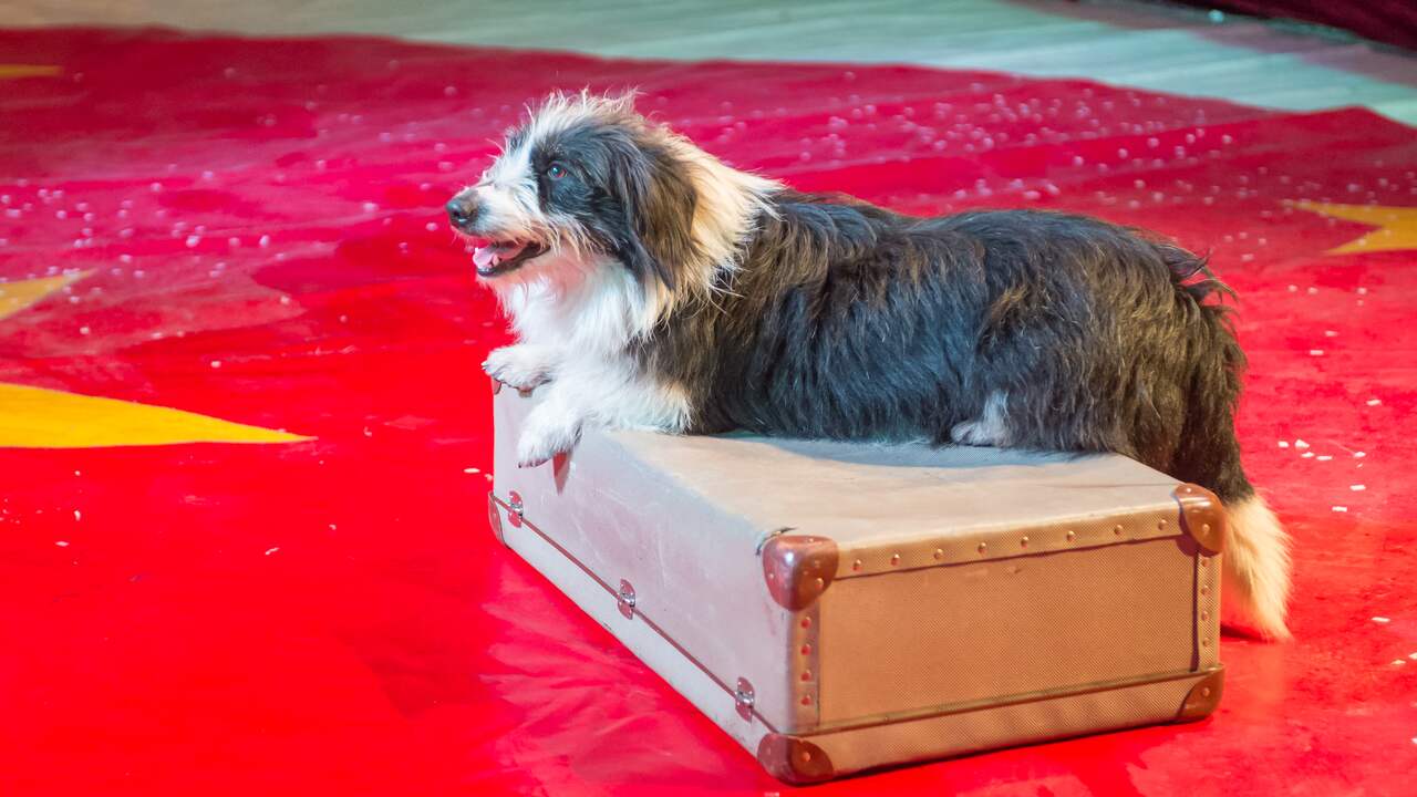 Circus Hollandia met clown Milko, tovenaressen en King Kong strijkt ...