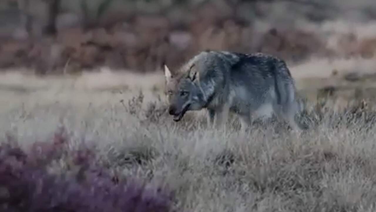 Fotograaf filmt wolf op De Hoge Veluwe | NU.nl
