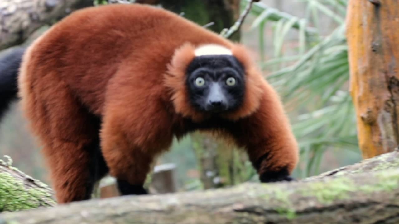 Rode vari's ontdekken buitenverblijf in DierenPark Amersfoort | NU.nl