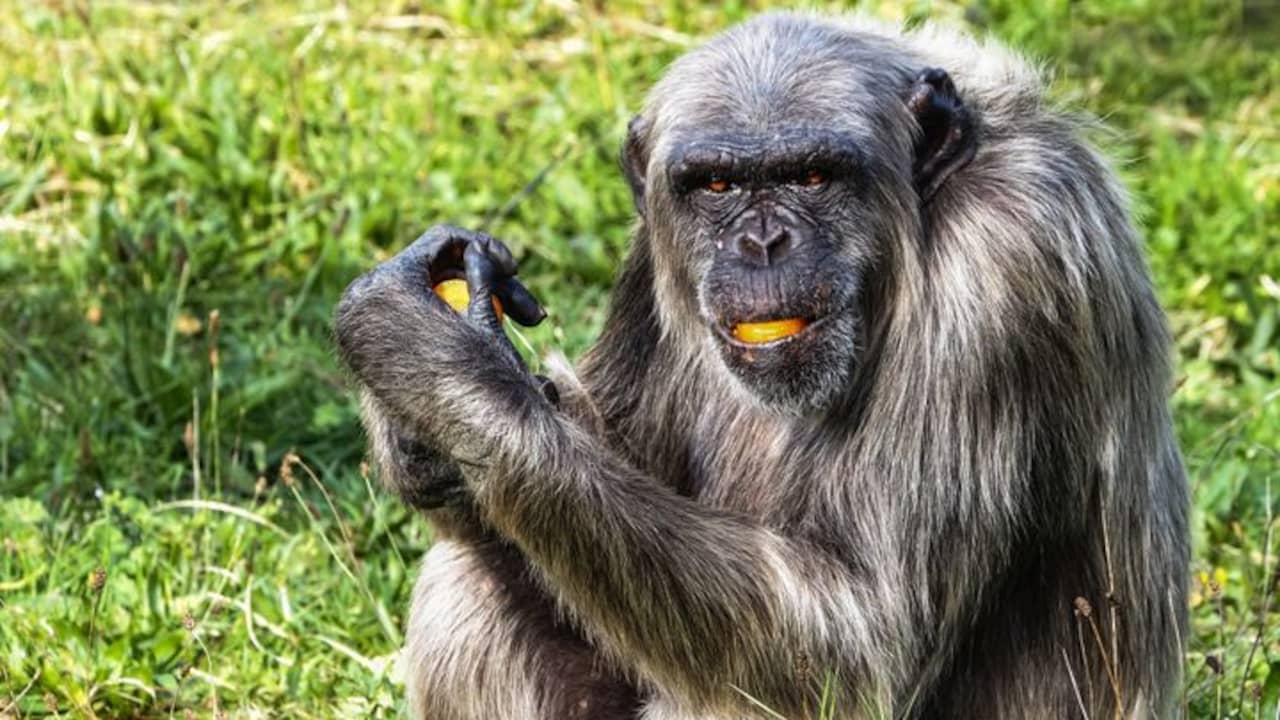 Chimpansee Wouter overleden in Beekse Bergen na gevecht met andere apen | Dieren | NU.nl