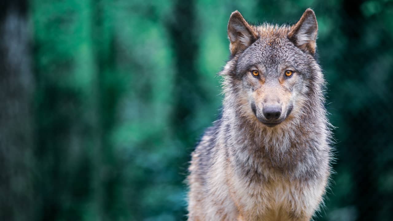 Rechter verbiedt verdoven en zenderen van wolf op Utrechtse Heuvelrug ...