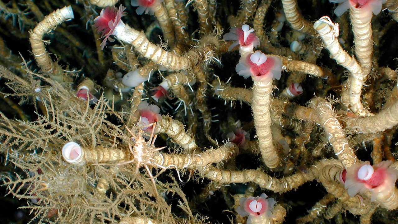 'Fossiel van worm biedt aanwijzingen over verre voorouder van mens ...