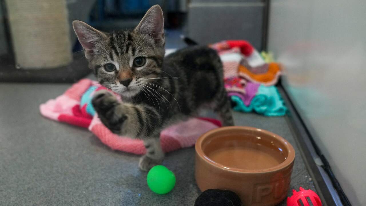 Man hoeft katten na relatiebreuk niet aan ex te geven | Dieren | NU.nl