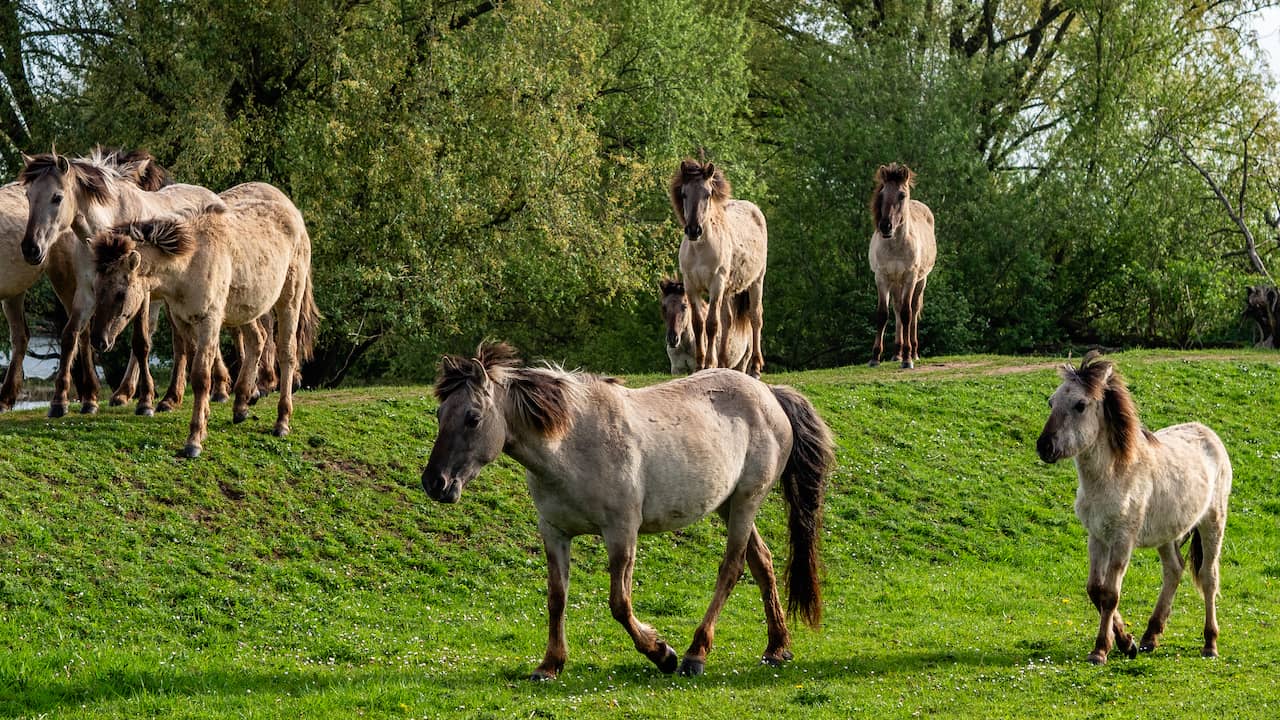 28 konikpaarden gedwongen geslacht na vergeefse zoektocht naar nieuwe plek | Dieren | NU.nl