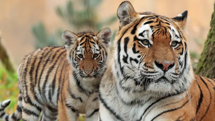 De natuur roept in Ouwehands Dierenpark: geniet samen van bijzondere ...