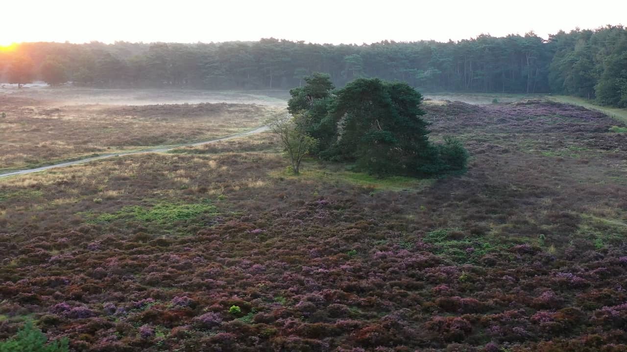 Hilversumse heide kleurt opnieuw vroeg knalpaars | NU.nl