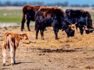 In hele winter 3.226 grote grazers gestorven in Oostvaardersplassen ...