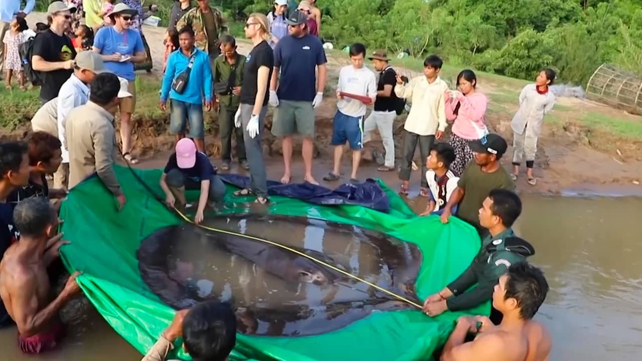 Vissers in Cambodja vangen rog van 300 kilo: grootste zoetwatervis ooit ...