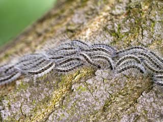 Dennenprocessierups voor het eerst in Nederland, gaat ook voor overlast zorgen | Dieren | NU.nl