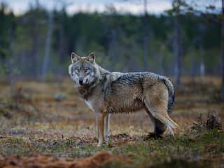 Wolven | NU - Het laatste nieuws het eerst op NU.nl