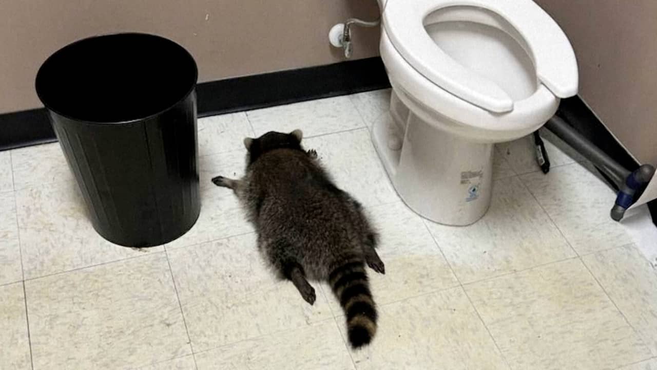 Wasbeer die met kater eindigde na inbraak bij slijterij mogelijk ...
